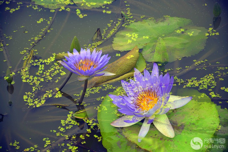 中原荷花博览园：睡莲{二次曝光}4-生态微距-光影中国网-36.01ny.cn - Powered by Discuz!