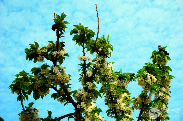 安阳部“太行山村拍摄梨花”活动(29)-新手图集-光影中国网-36.01ny.cn - Powered by Discuz!